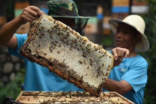 聚焦天然成熟蜂蜜生产 构建蜂业绿色发展新模式中国农业科学院蜜蜂研究所
